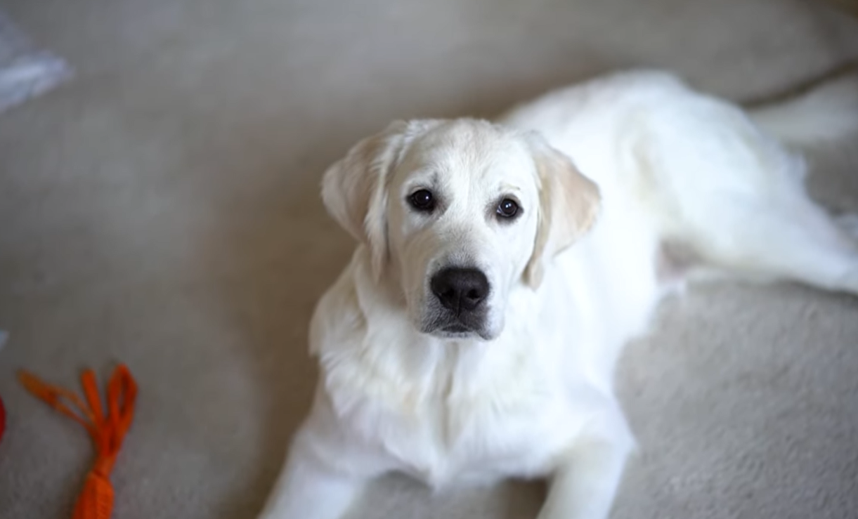 Названы породы собак которые лучше всего сходятся с детьми