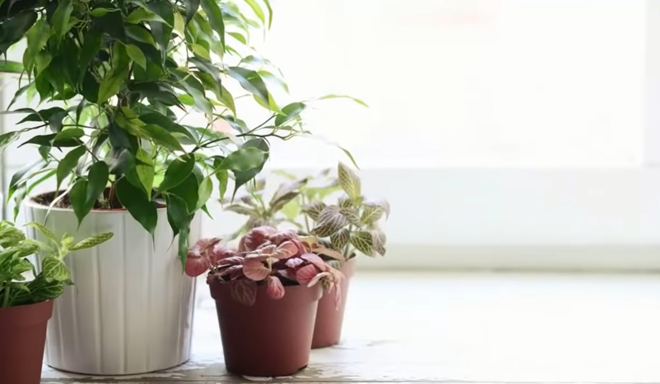 Які кімнатні рослини здатні вигнати з дому злих духів