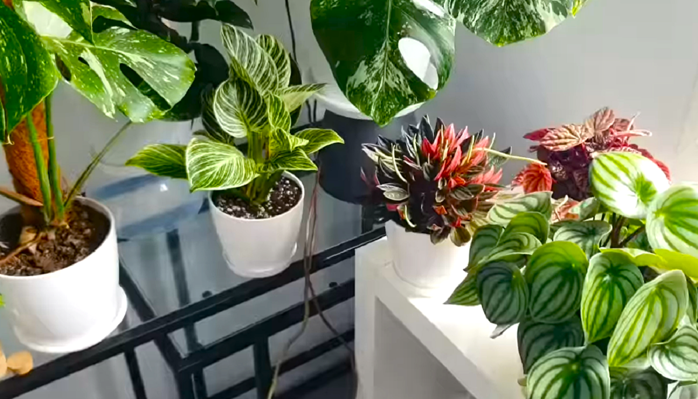 Які кімнатні рослини мають рідкісну здатність поглинати неприємні запахи