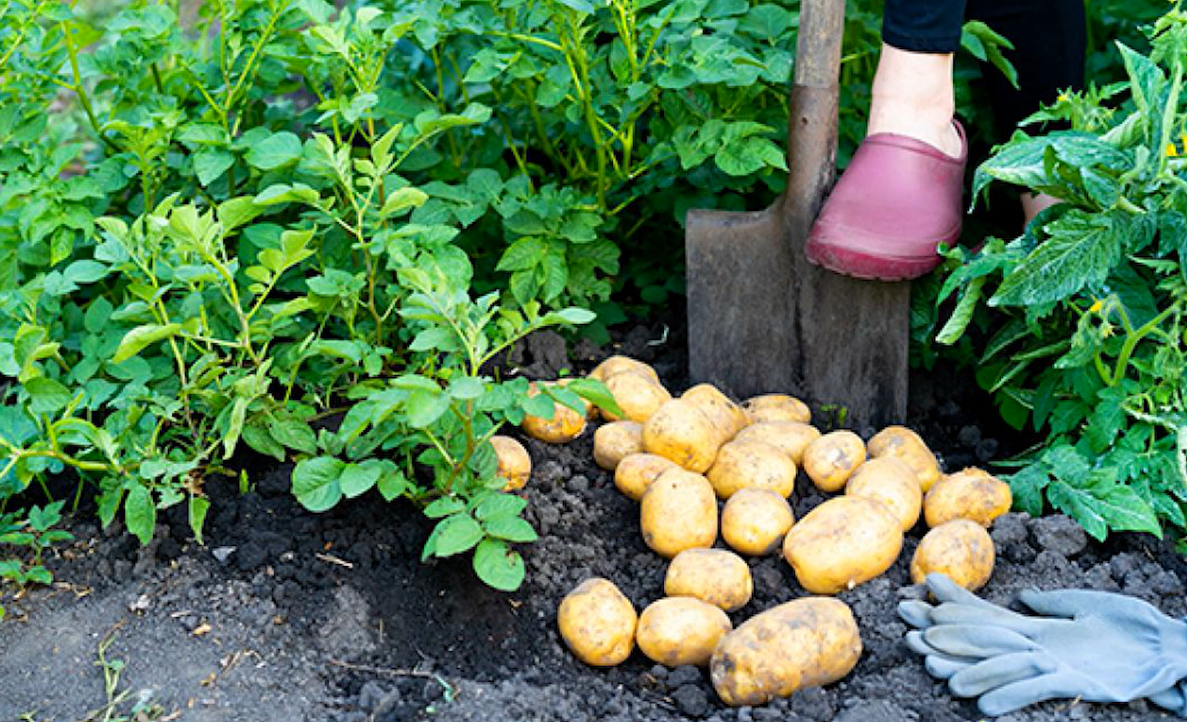Коли потрібно копати картоплю у 2025 році – дати згідно з регіонами